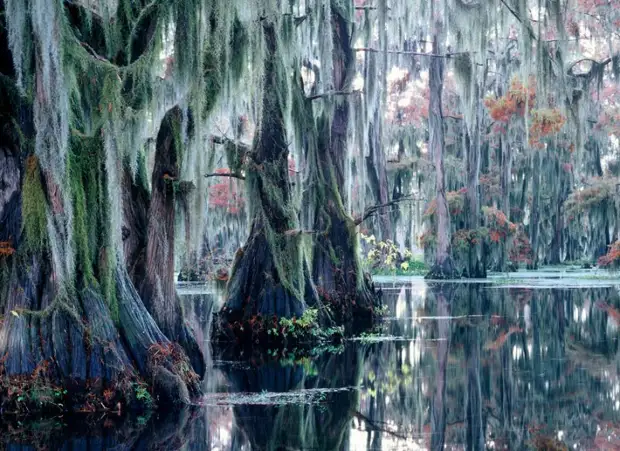 Mitengo yodabwitsa ya cypress ya Caddo Lake, USA