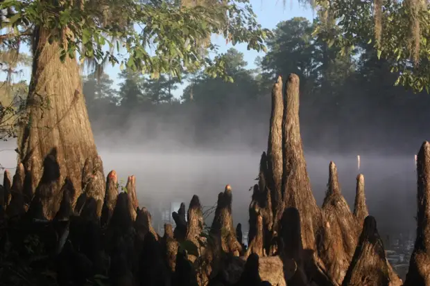 Tangkal cypress hebat di danau Caddo, AS