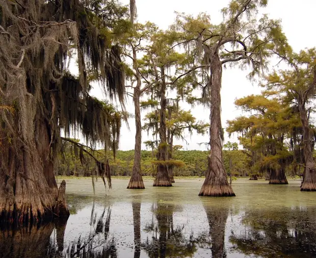 Tangkal cypress hebat di danau Caddo, AS