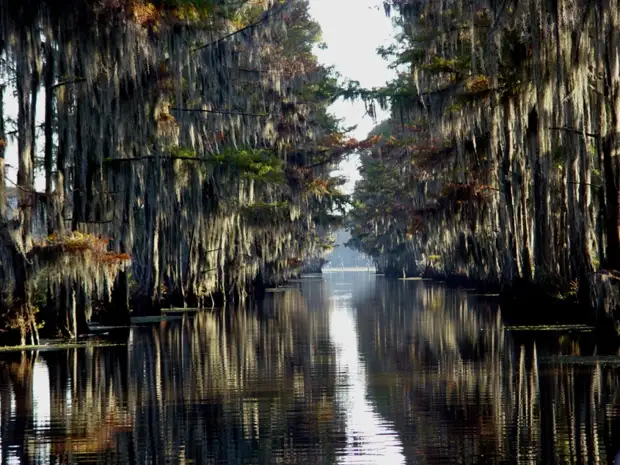 Mitengo yodabwitsa ya cypress ya Caddo Lake, USA