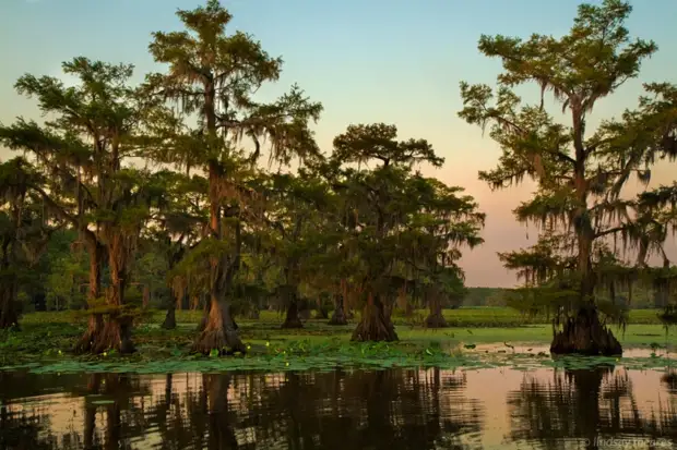 Tangkal cypress hebat di danau Caddo, AS