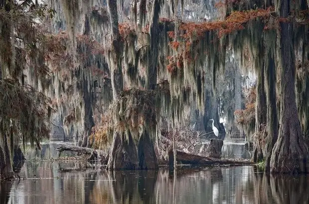 Tangkal cypress hebat di danau Caddo, AS