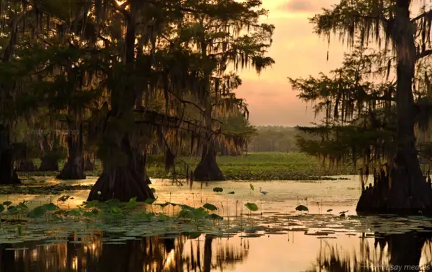 Mitengo yodabwitsa ya cypress ya Caddo Lake, USA