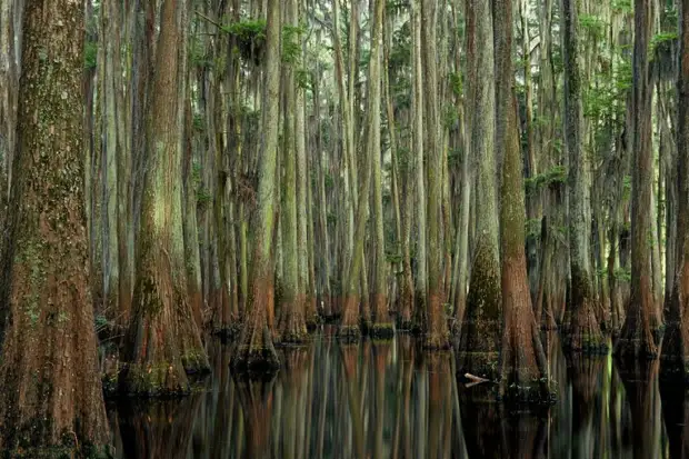 Tangkal cypress hebat di danau Caddo, AS