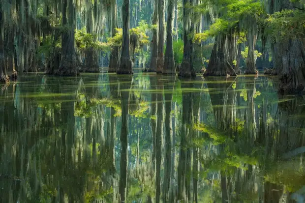 Mitengo yodabwitsa ya cypress ya Caddo Lake, USA