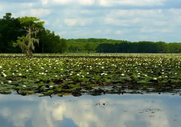 Upeita sypressipuita Caddo-järvellä Yhdysvalloissa