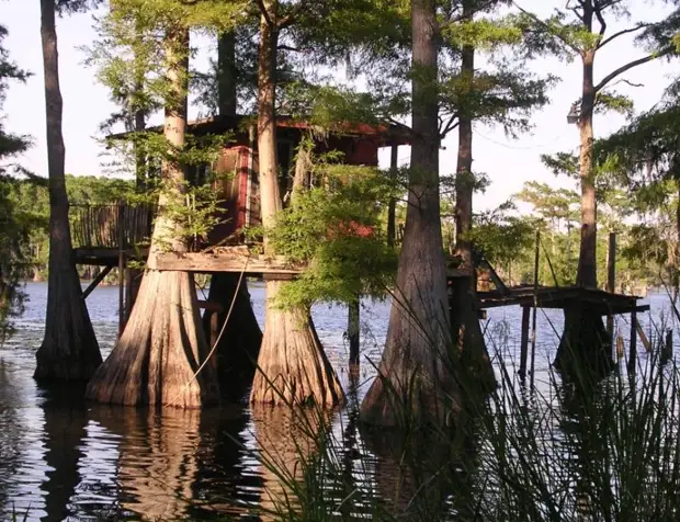 Upeita sypressipuita Caddo-järvellä Yhdysvalloissa