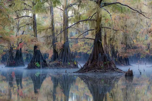 Tangkal cypress hebat di danau Caddo, AS