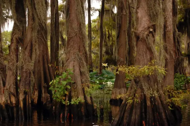 O la'au sili o le laau o le Caddo Lake, ISA