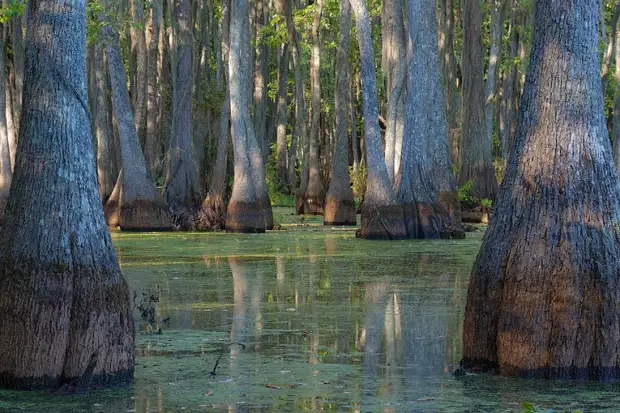 O la'au sili o le laau o le Caddo Lake, ISA