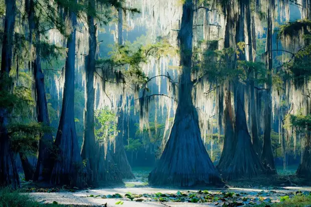 Tangkal cypress hebat di danau Caddo, AS