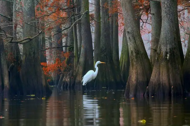 Mitengo yodabwitsa ya cypress ya Caddo Lake, USA