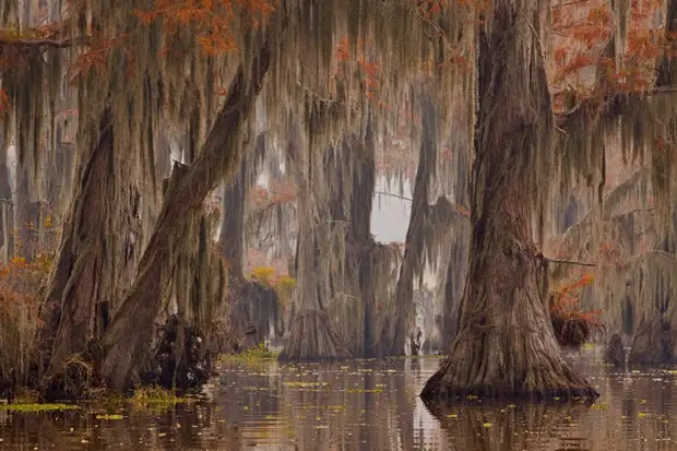 Mitengo yodabwitsa ya cypress ya Caddo Lake, USA