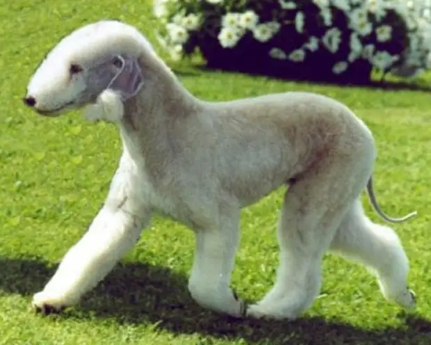 Bedlington terrier