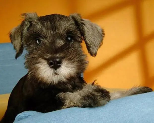 Schnauzer