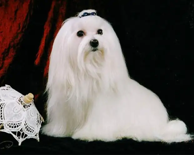 Maltese