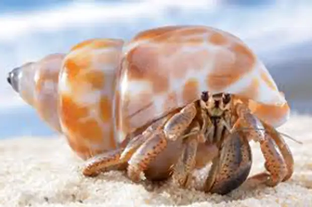 unusual pets: hermit crab