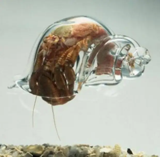 unusual pets: hermit crab