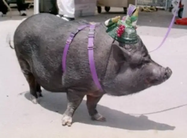 unusual pets: pot-bellied pigs