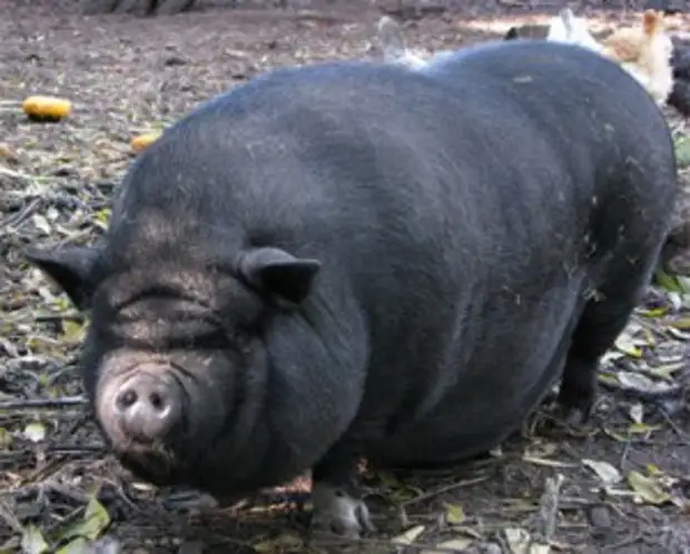 unusual pets: pot-bellied pigs