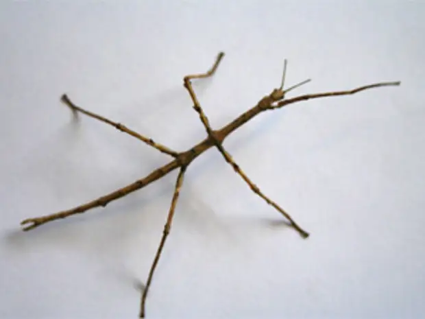 unusual pets: stick insect