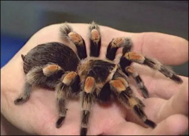 असामान्य घरपालुवा जनावर, tarantulas