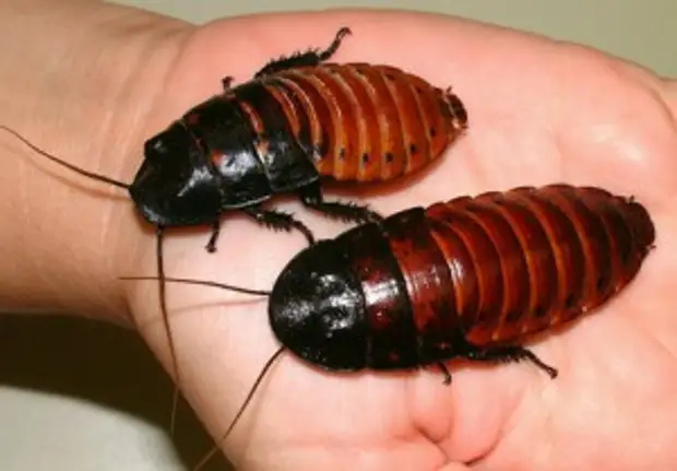 unusual pets. Madagascar hissing cockroach