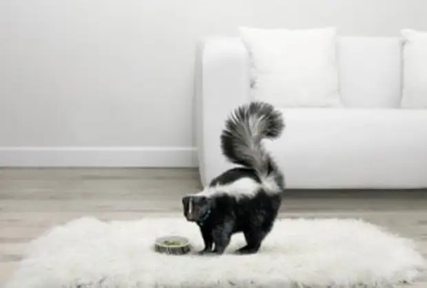 unusual pets. Skunk