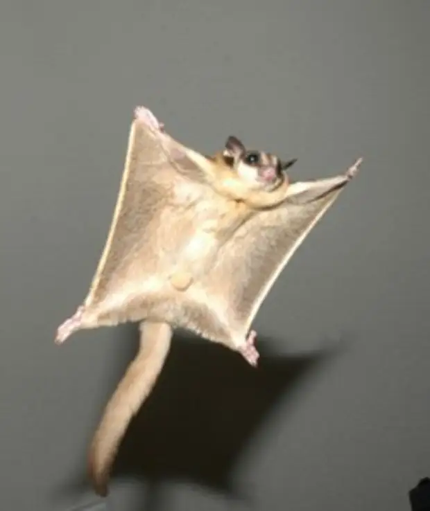 Unusual Pets: Sugar Flying Possum