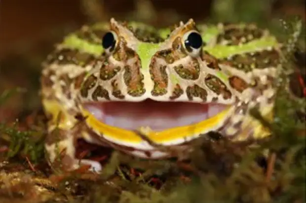 unusual pets: horned frog