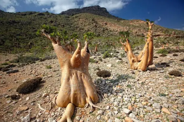 Socotra Island am Yemen