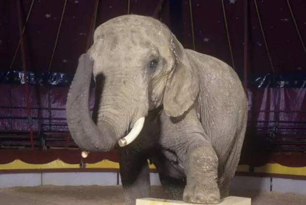 Elefant am Zirkus