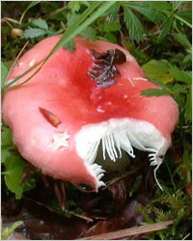 Russula pungently caustic