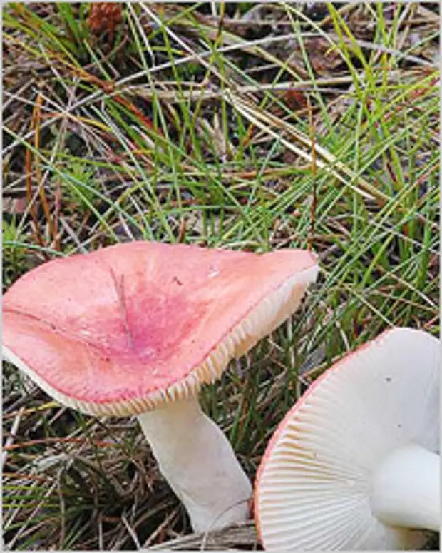 Swamp russula of float