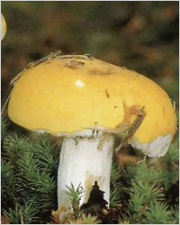 Russula giallo chiaro