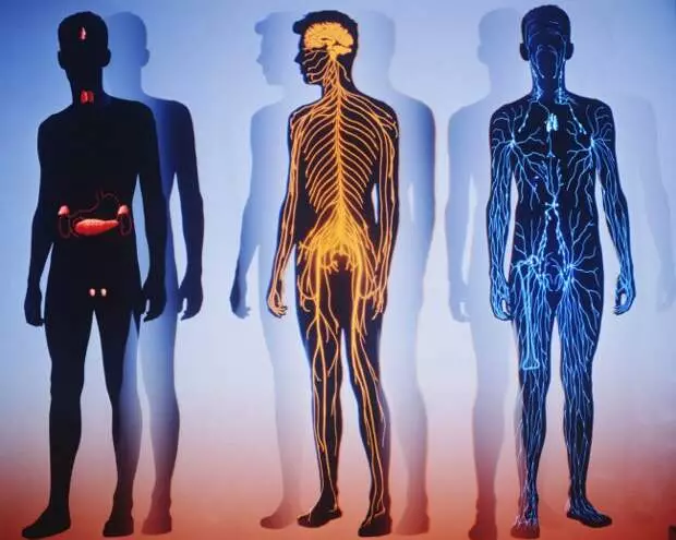 25 + 16 zanimljivosti o ljudskom tijelu