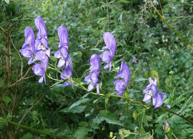 Chenjezo: aconite!