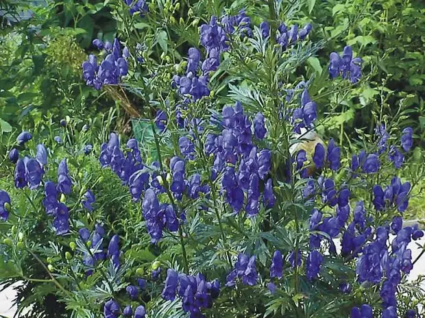 Tlhokomeliso: aconite!