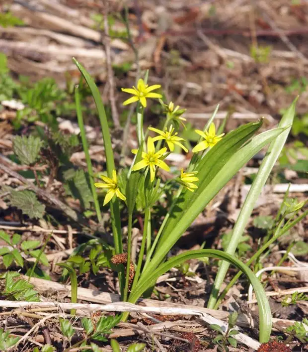 Hierbas silvestres comestibles de primavera. Pastando en la primavera