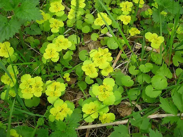 Eetbare lente wilde kruie. Weiding in die lente