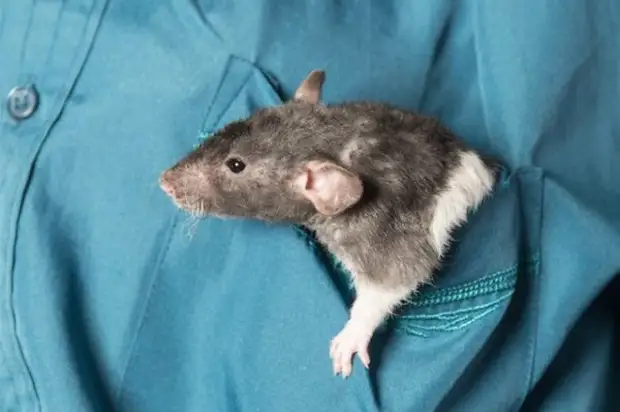 A patkány a tulajdonos zsebében ül
