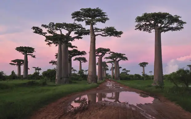 Planetin ən qeyri-adi ağacları