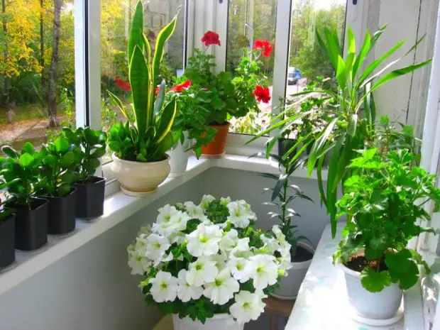 7 plante de crescut pe balcon + secrete de îngrijire