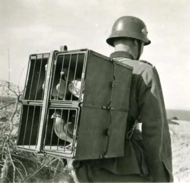 Animals in war: they had no choice