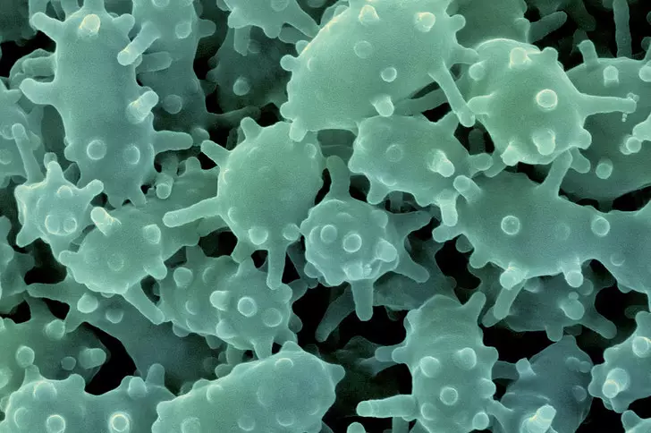 Fotografie č. 3 - Manažerská společnost: Jak bakterie vedou lidi