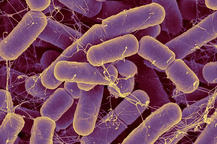 Fotografie č. 4 - Manažerská společnost: Jak bakterie vedou lidi