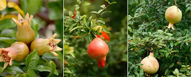 Cómo cultivar naranja, pomelo, limón, dátil, kiwi e incluso semillas de aguacate