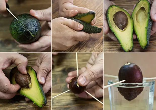 Come coltivare arance, pompelmi, limoni, datteri, kiwi e persino semi di avocado