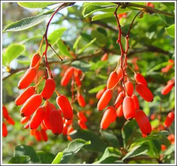 Barberry mangrupikeun conto spésiés invasif