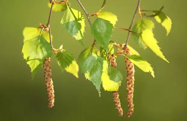 លក្ខណៈសម្បត្តិព្យាបាលនៃ birch